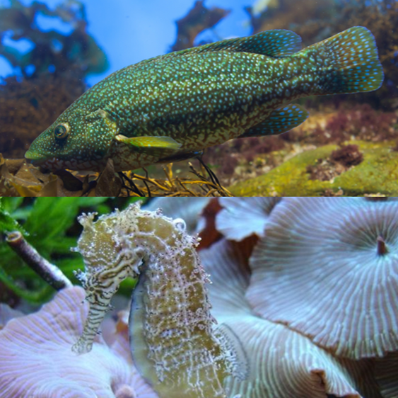 Fish + Vertebrates (marine water) – NatureMetrics